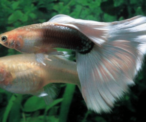 Jenis Ikan Guppy Di Malaysia (Gambar) • Info Ikan Guppy & Ikan Hiasan ...