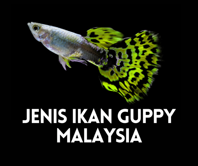 Jenis Ikan Guppy Di Malaysia (Gambar) • Info Ikan Guppy & Ikan Hiasan ...