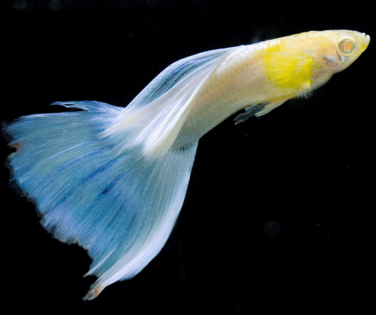 Jenis Ikan Guppy Di Malaysia (Gambar) • Info Ikan Guppy & Ikan Hiasan ...