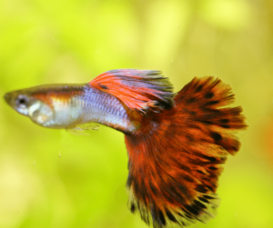 Jenis Ikan Guppy Di Malaysia (Gambar) • Info Ikan Guppy & Ikan Hiasan ...