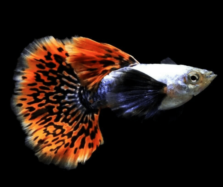Jenis Ikan Guppy Di Malaysia (Gambar) • Info Ikan Guppy & Ikan Hiasan ...